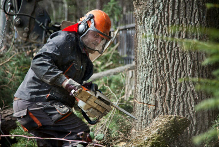 Stakeholders in Forestry: A Comprehensive Guide | Borealis